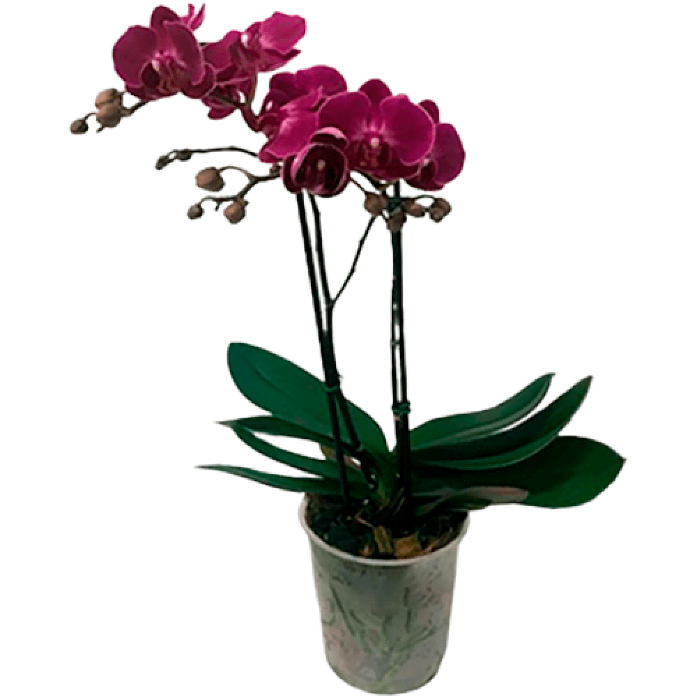 ORQUIDEA MULTICOLOR POTE 12 - Oba Hortifruti
