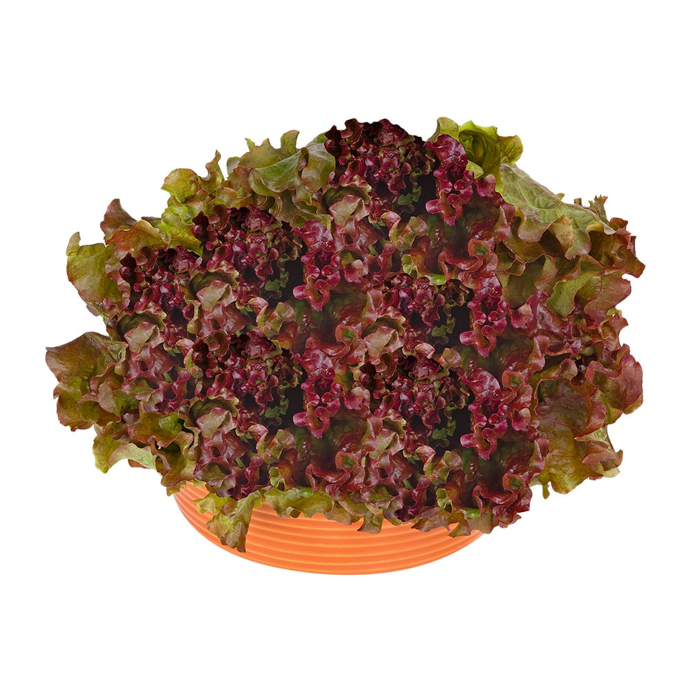 Alface Roxa | Oba Hortifruti